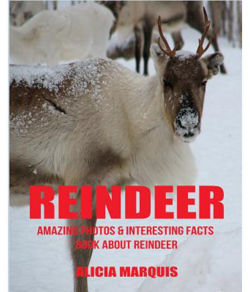 reindeer-buy-reindeer-online-at-low-price-in-india-on-snapdeal