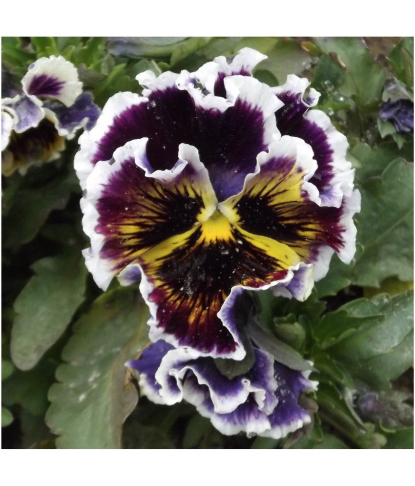 Rococo Mixed Pansy (Viola germania) Flower Seeds: Buy Rococo Mixed ...