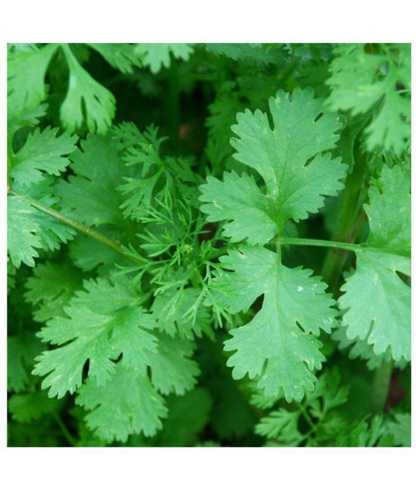 Coriander (Dhaniya) High Germination All Season (Best of summer) Best ...