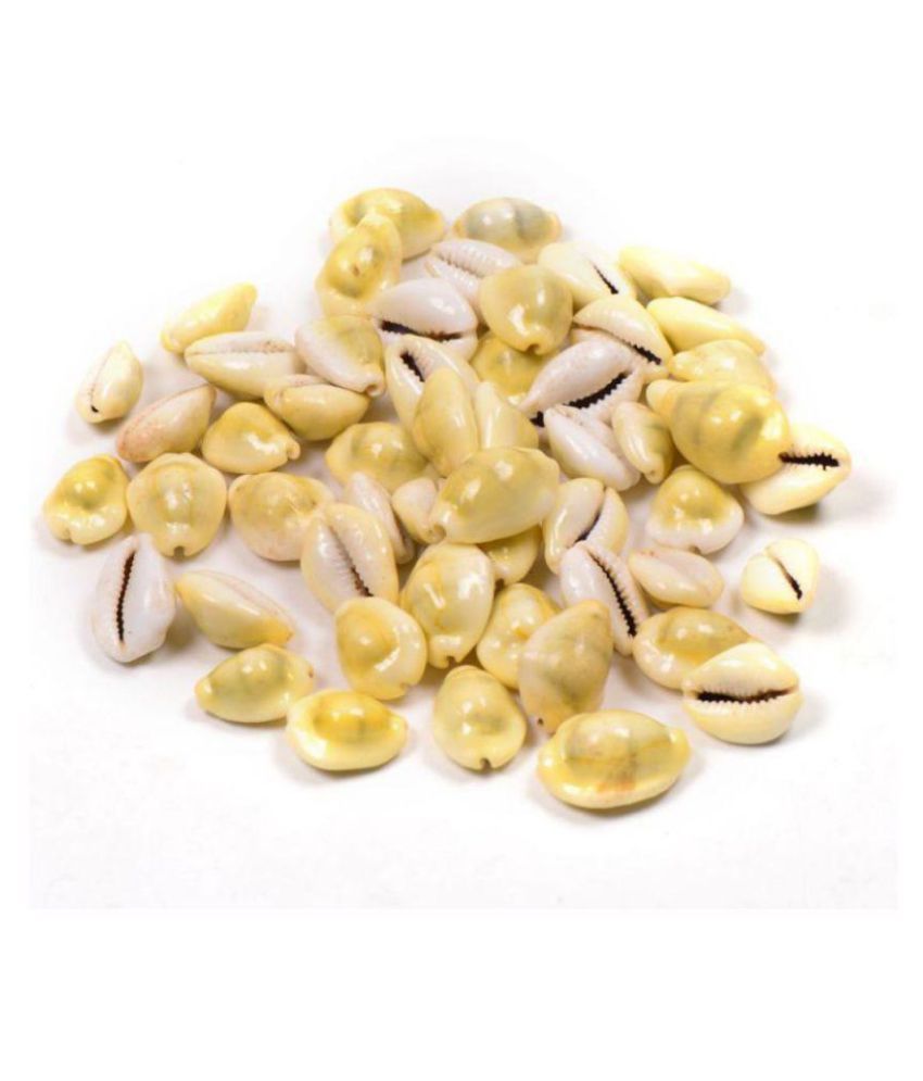 Natural Yellow ( Peeli ) Kawdi / Kaudi / Kowdi / Cowrie / Koudi Shells ...