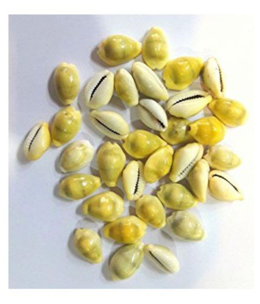 Natural Yellow ( Peeli ) Kawdi / Kaudi / Kowdi / Cowrie / Koudi Shells ...