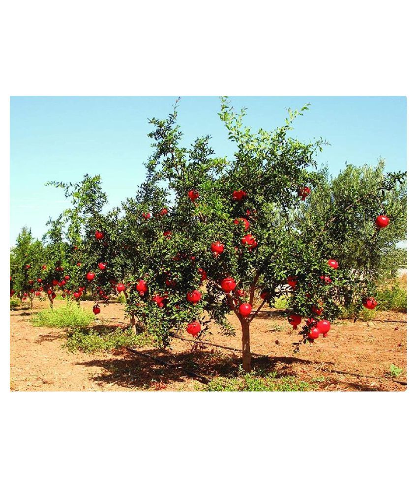 Green India POMEGRANATE Big Fruit Seed Anar -Madulai Fruit Seed - Pack ...