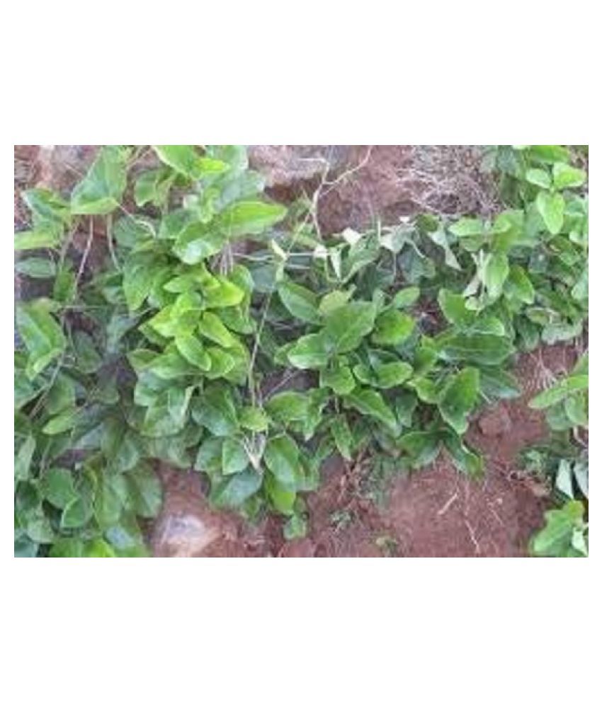 Kapebonavista Antamul Damabuti Antamool Living Plant Raw Herbs 1 No S