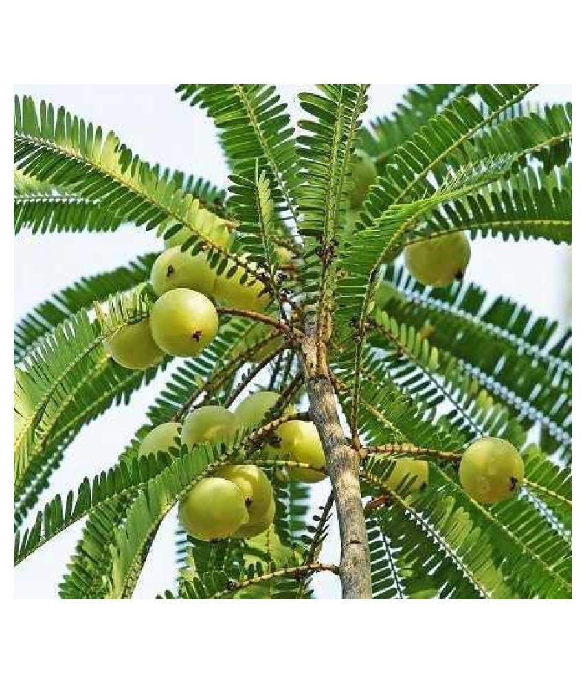 Kapebonavista Rare Phyllanthus Emblica Plant Raw Herbs 1 No S Pack Of 1