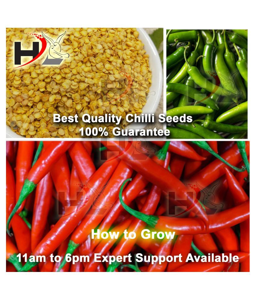HL High/Best Quality CHILLI Seed's (100% Working), Chili Seed: Buy HL ...