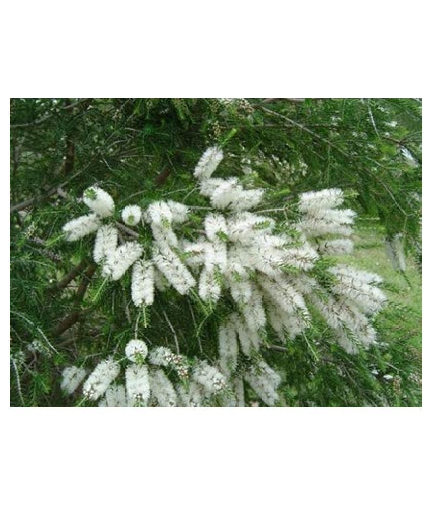 Kapebonavista Melaleuca Plant Living Plant In Poly Bag Raw Herbs 1 No S