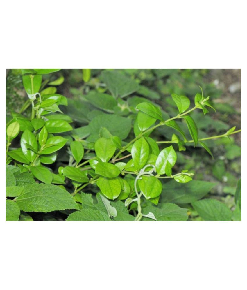 Kapebonavista Gymnema Sylvestre Nagapushpi Plant Raw Herbs 1 No S Pack