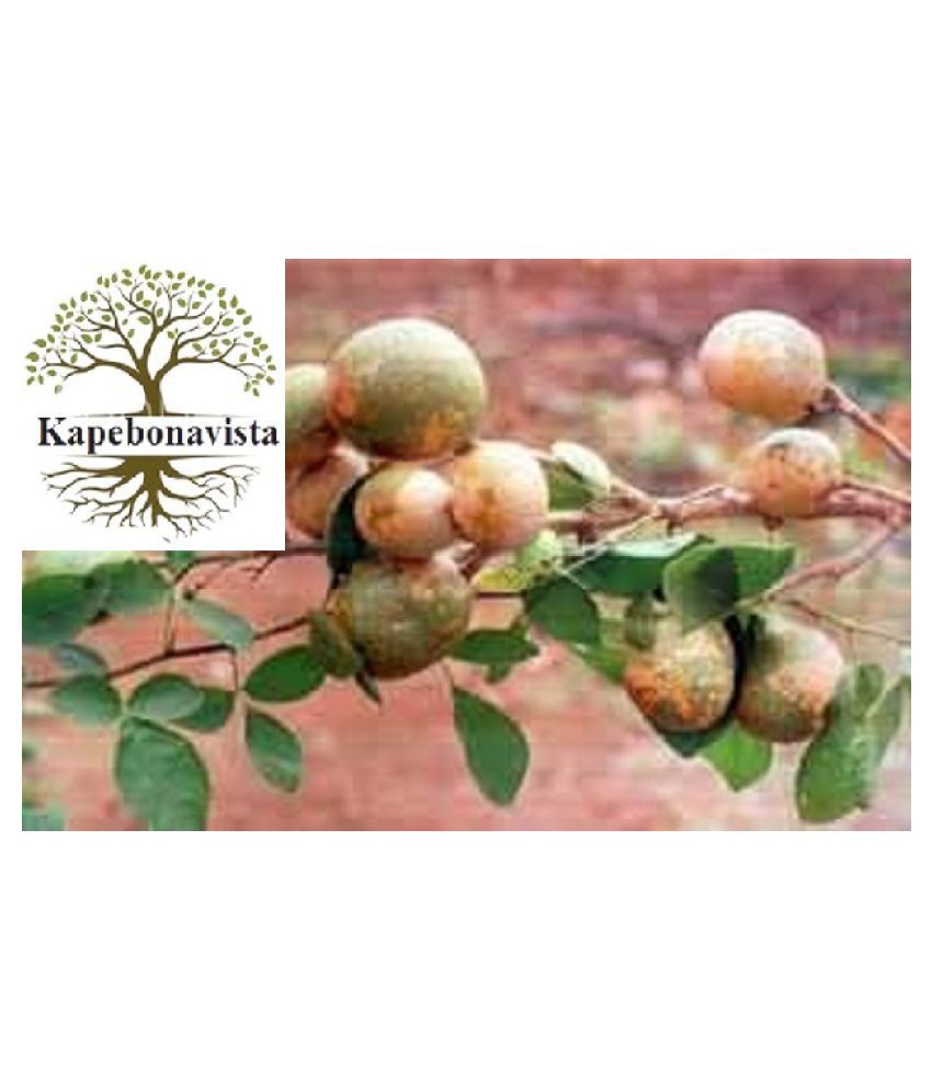 Kapebonavista Seeds Bel Aegal Marmelos Green Raw Herbs 1 No S Pack Of 1