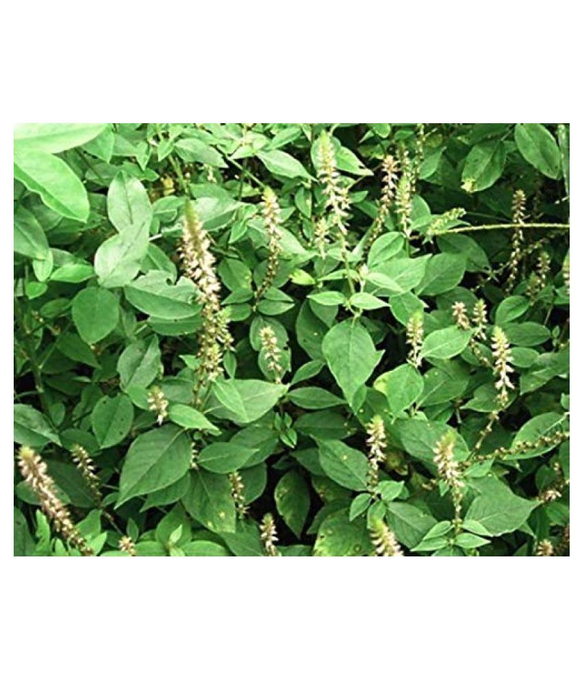 Kapebonavista Apamarga Chirchita Plant In Poly Bag Raw Herbs 1 No S