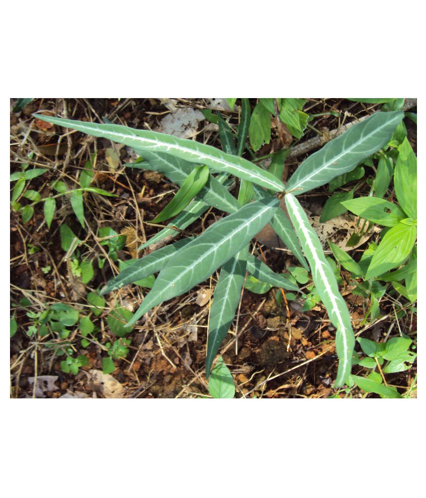 Kapebonavista Anantamul Anantamool Living Plant Raw Herbs 1 No S Pack