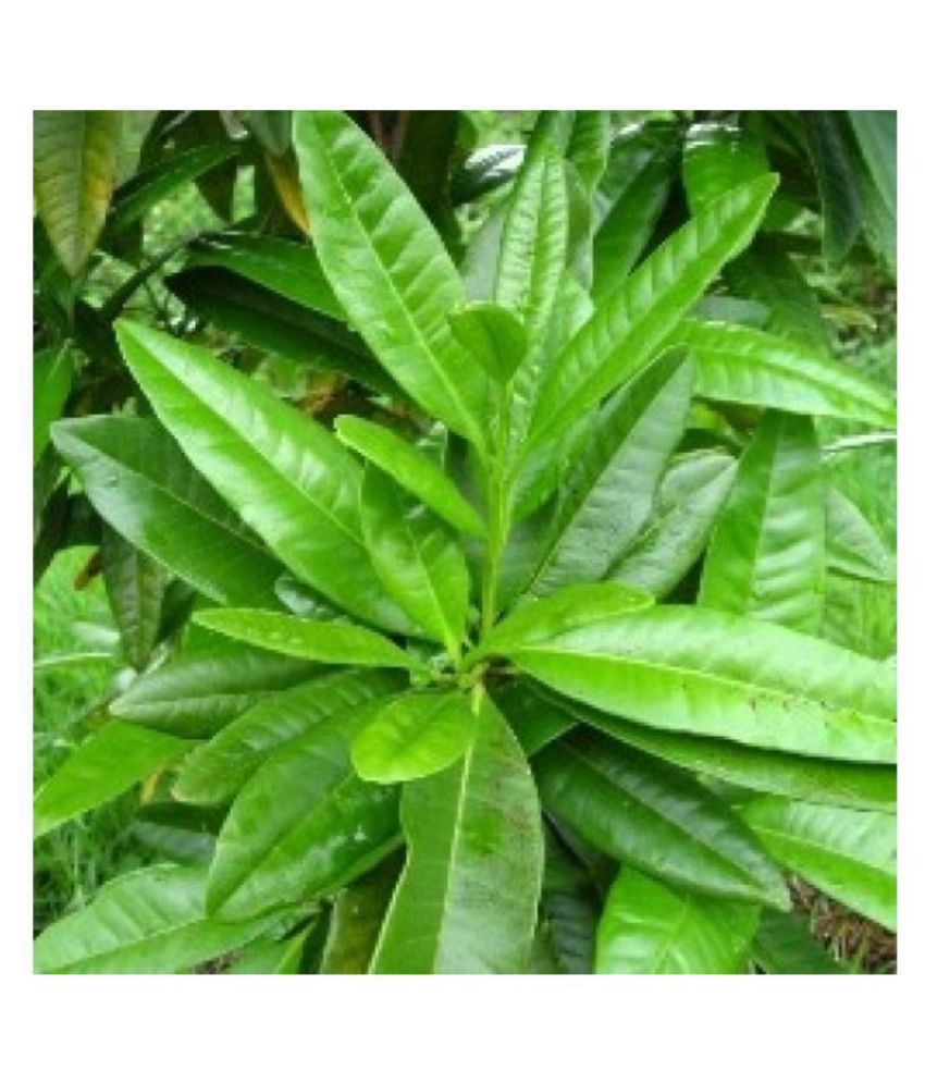 Kapebonavista Allspice Plant In Polybag Raw Herbs 1 No S Pack Of 1 Buy