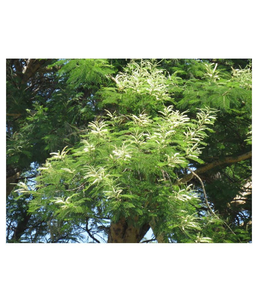 Kapebonavista Acacia Polyacantha Living Plant Raw Herbs 1 No S Pack Of