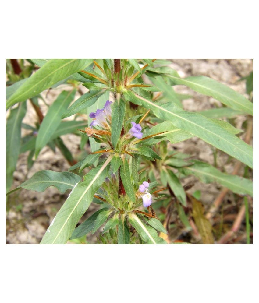 Kapebonavista Hygrophila Auriculata Kokilākṣa Plant Raw Herbs 1 No S