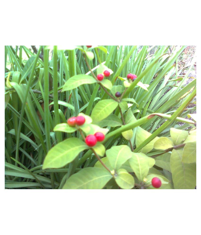 Kapebonavista Patala Garuda Sapling Plants Raw Herbs 1 No S Pack Of 1