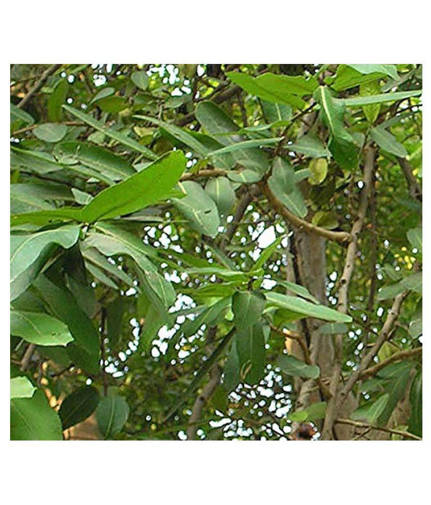 Kapebonavista Arjuna Sapling Plants Terminalia Arjuna Raw Herbs 1 No S