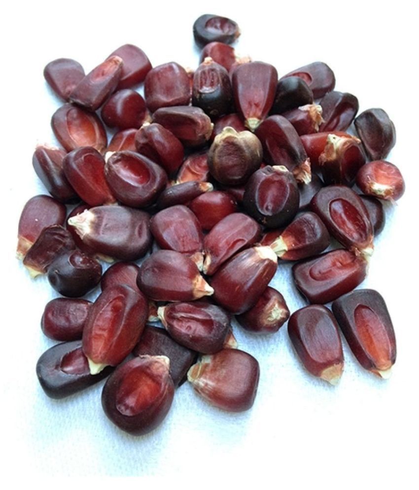 Red Corn Seeds (50 seeds): Buy Red Corn Seeds (50 seeds) Online at Low ...