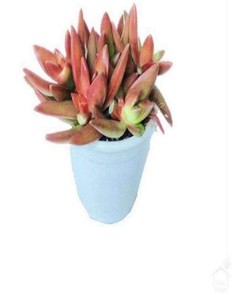 Sedum Firestorm Succulent: Buy Sedum Firestorm Succulent Online at Low ...