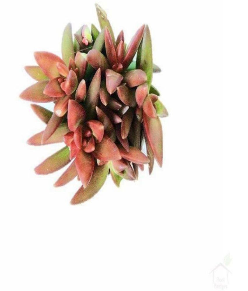Sedum Firestorm Succulent: Buy Sedum Firestorm Succulent Online at Low ...